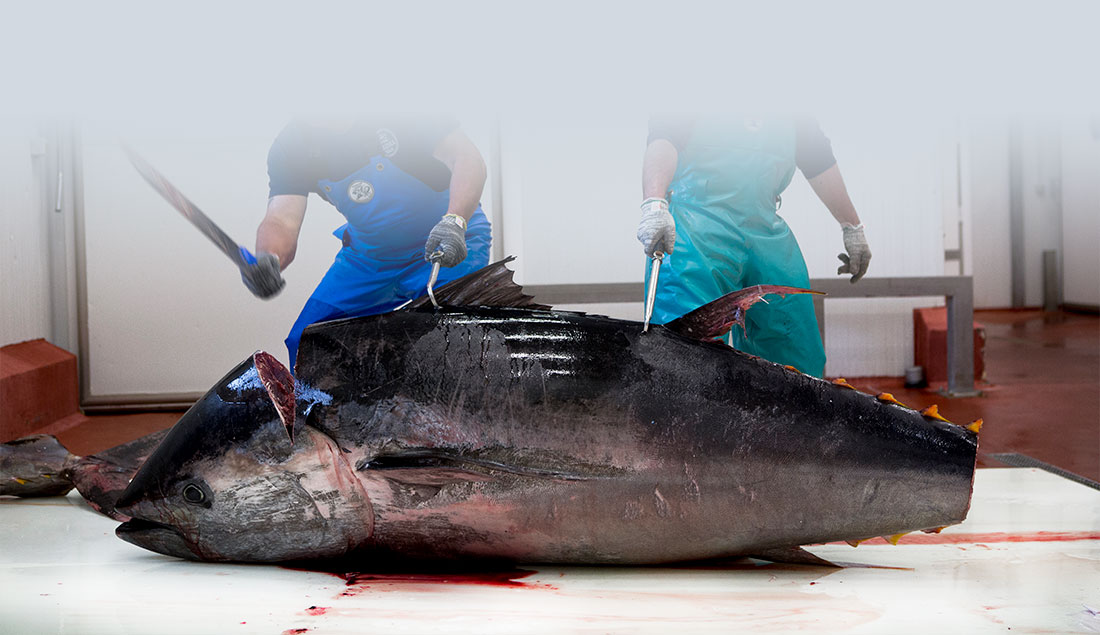 Ronqueo del atún rojo - Restaurante El Campero
